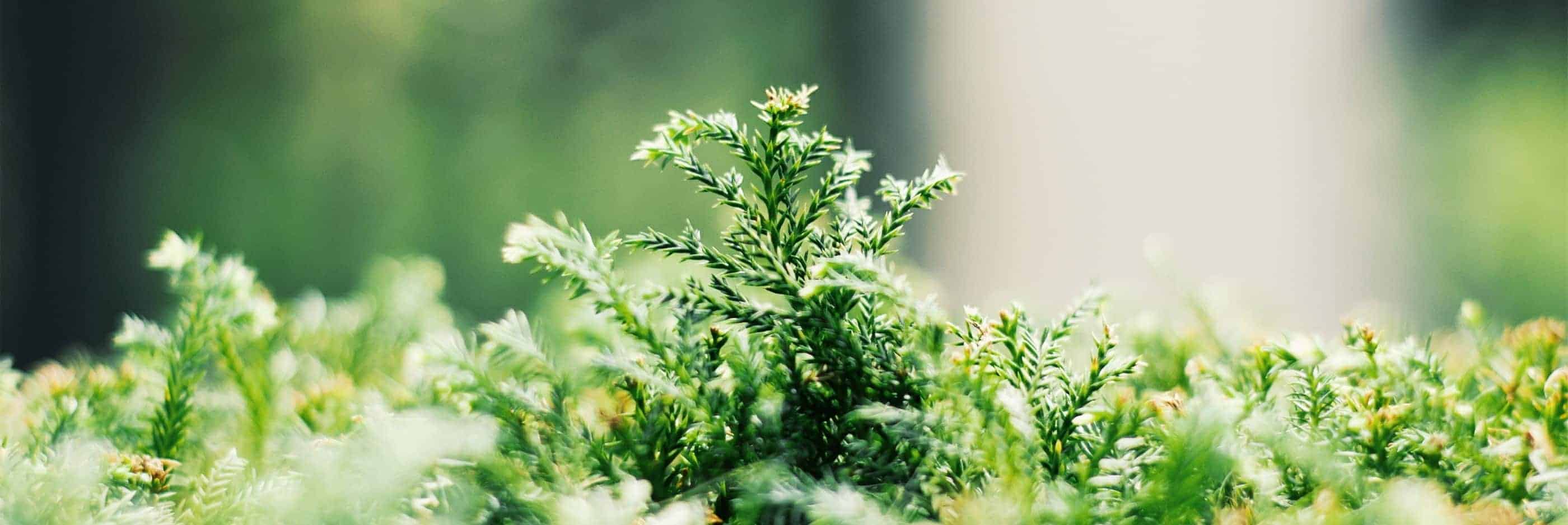 plant header 1 - T's Tonics